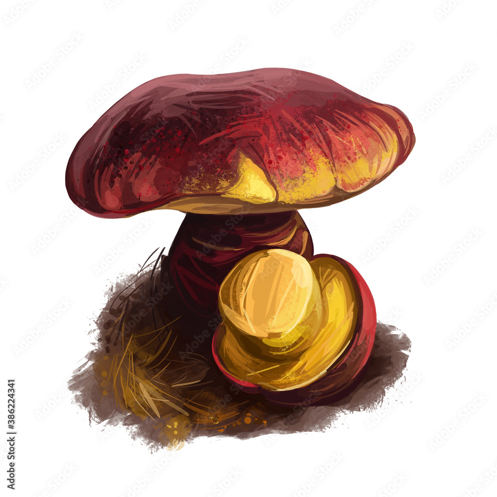 Boletus loyo, Boletaceae family type mushroom digital art illustration ...