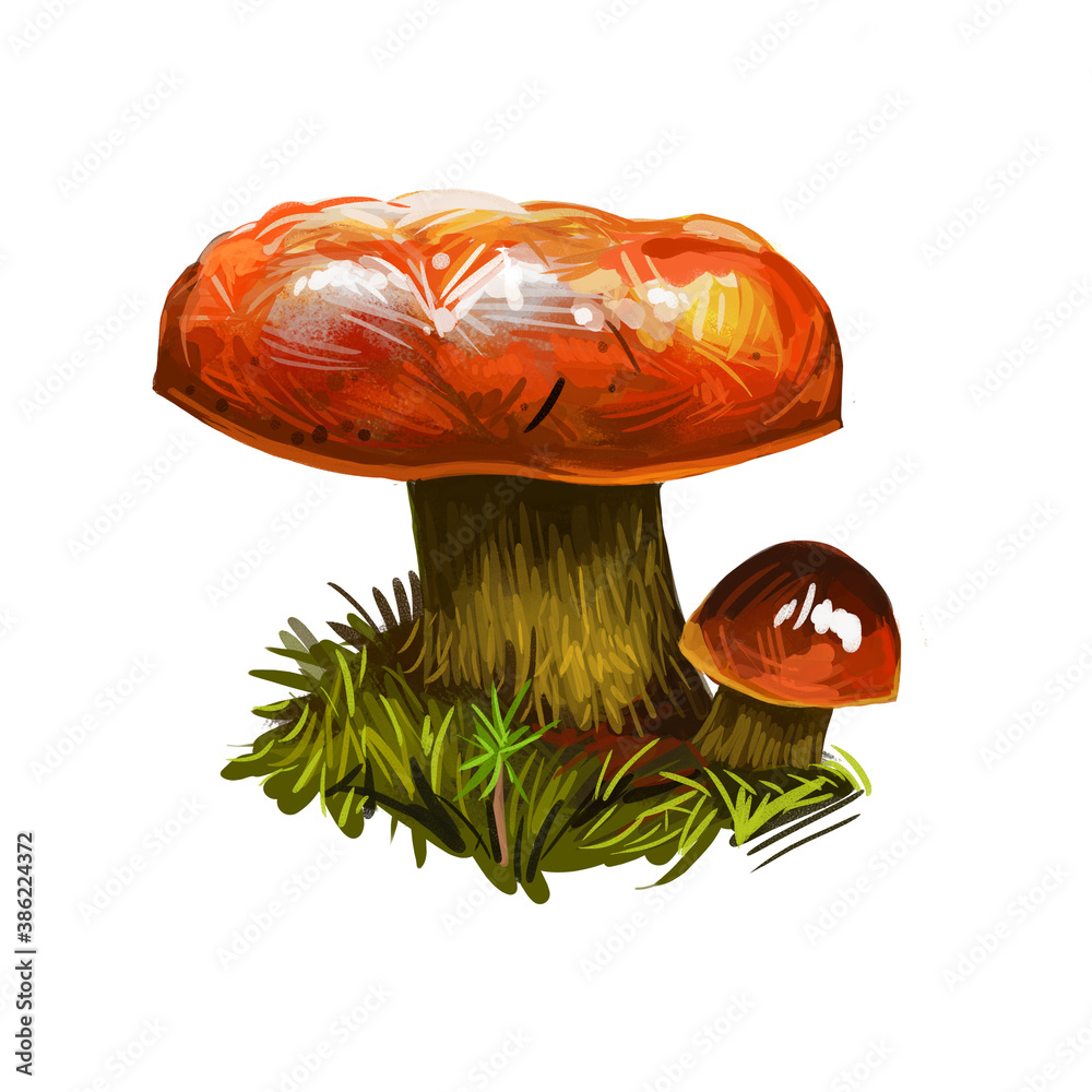 Boletus rubriceps, bolete family Boletaceae digital art illustration ...