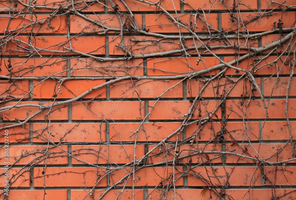 The background and texture of the red brick wall, with dry creeping ...