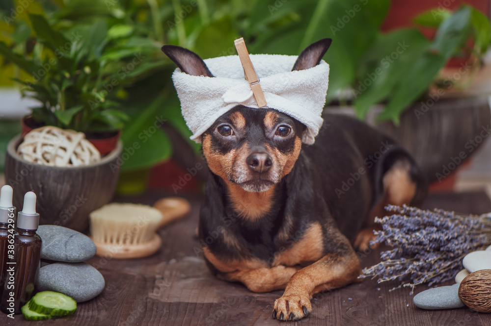 Dog spa , Cute pet relaxing in spa wellness , Funny concept grooming, washing and caring for ...