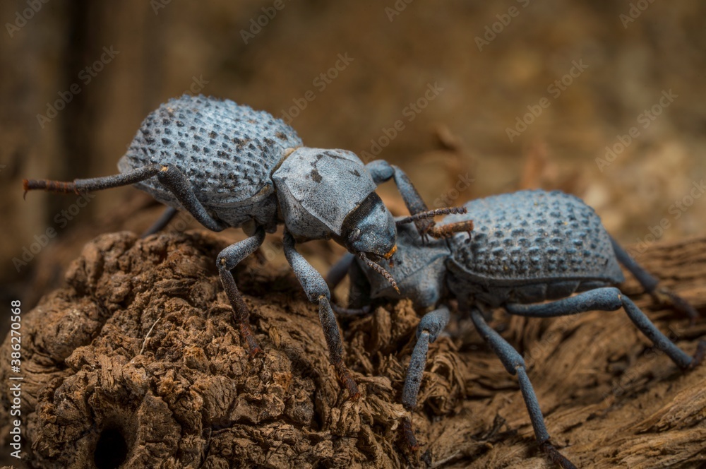 This macro image shows two cute blue Asbolus verrucosus (desert ...