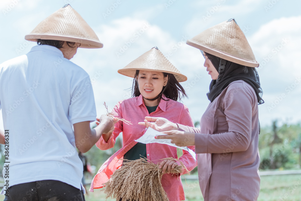 female and male farmers observe the rice crops they harvest after ...