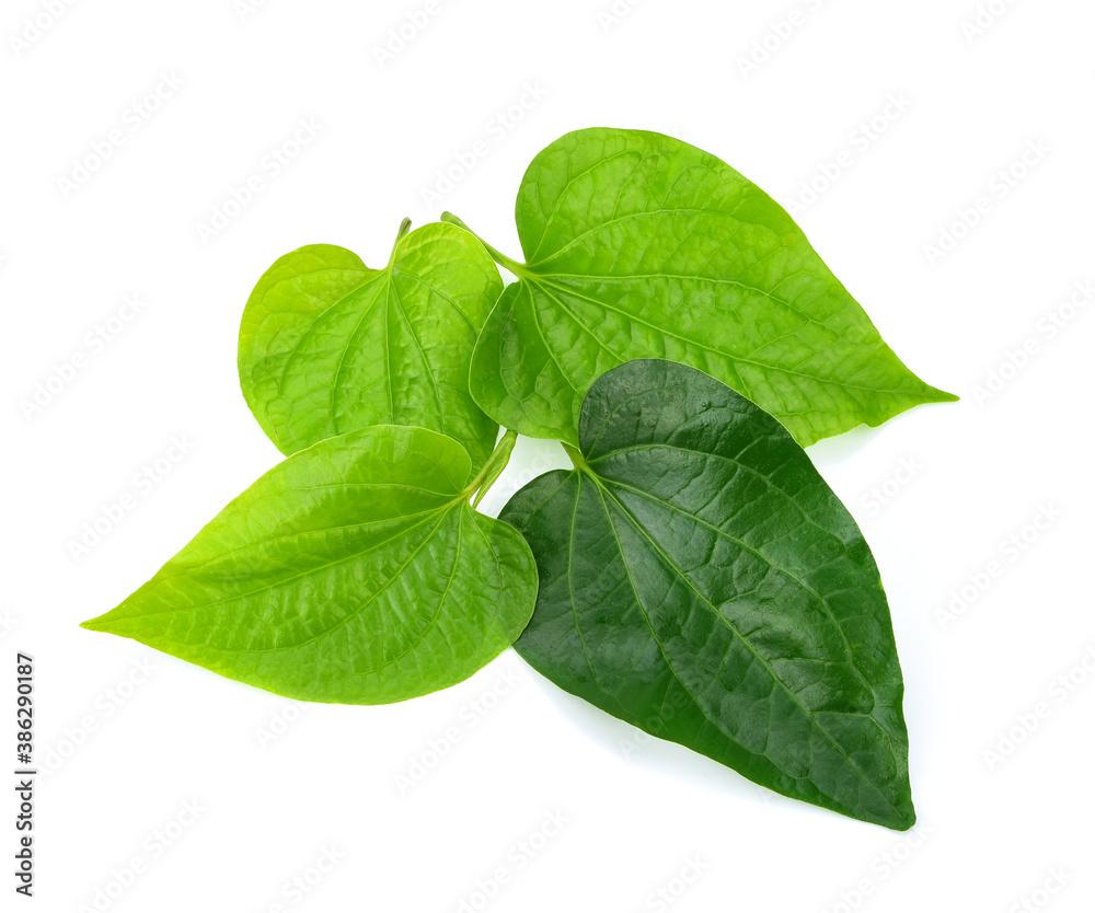 Green Piper betel leaf isolated on the white background. Thai herb ...