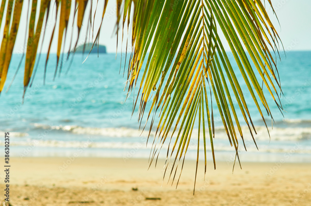 hoja de palma mar Stock Photo | Adobe Stock