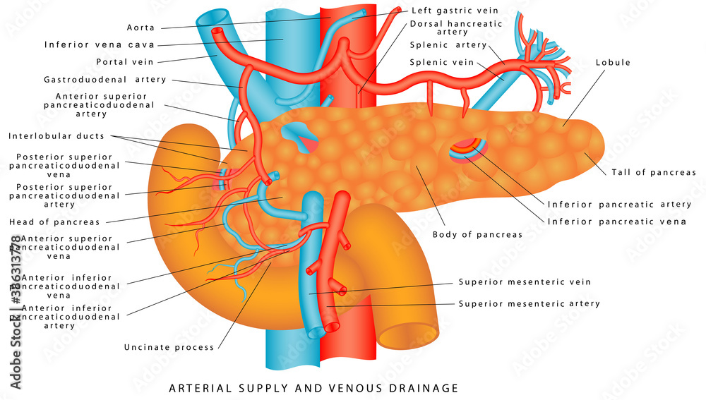 Blood supply of the pancreas. The vasculature of the pancreas. Arterial ...