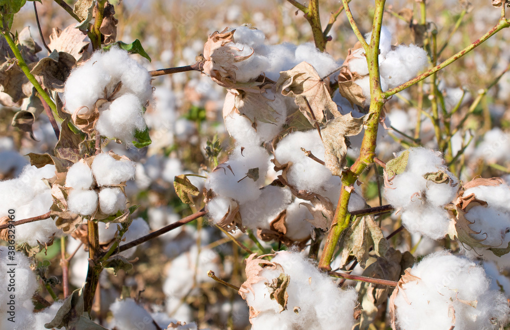cotton plantation, in a summer morning, in the Mexicali valley, near ...