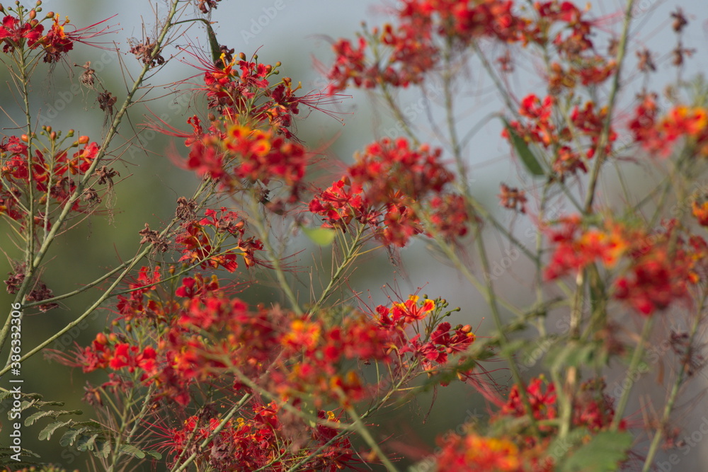Royal poinciana gold mohar, or gold more ,Delonix regia is a species of ...