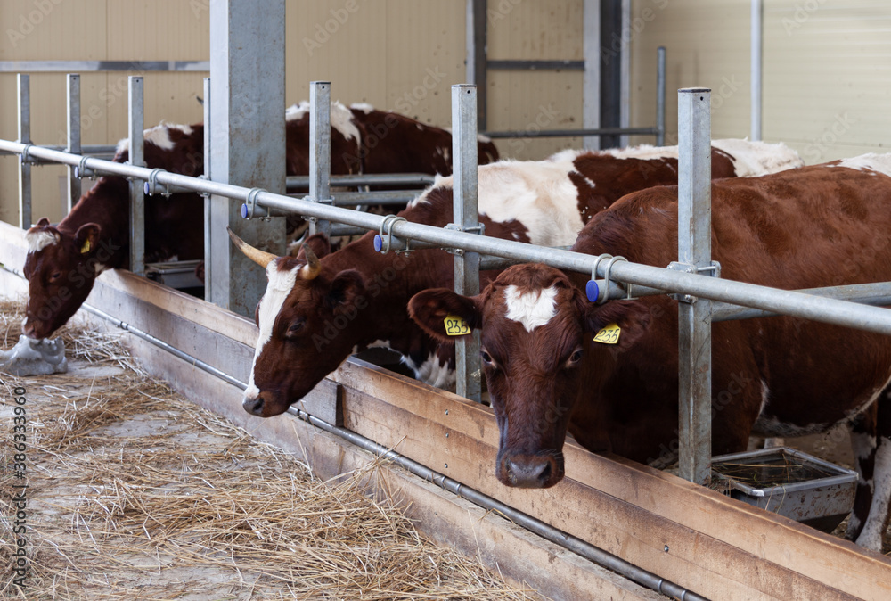 Foto de three cows stand in a stall behind a fence. Cows with yellow ...