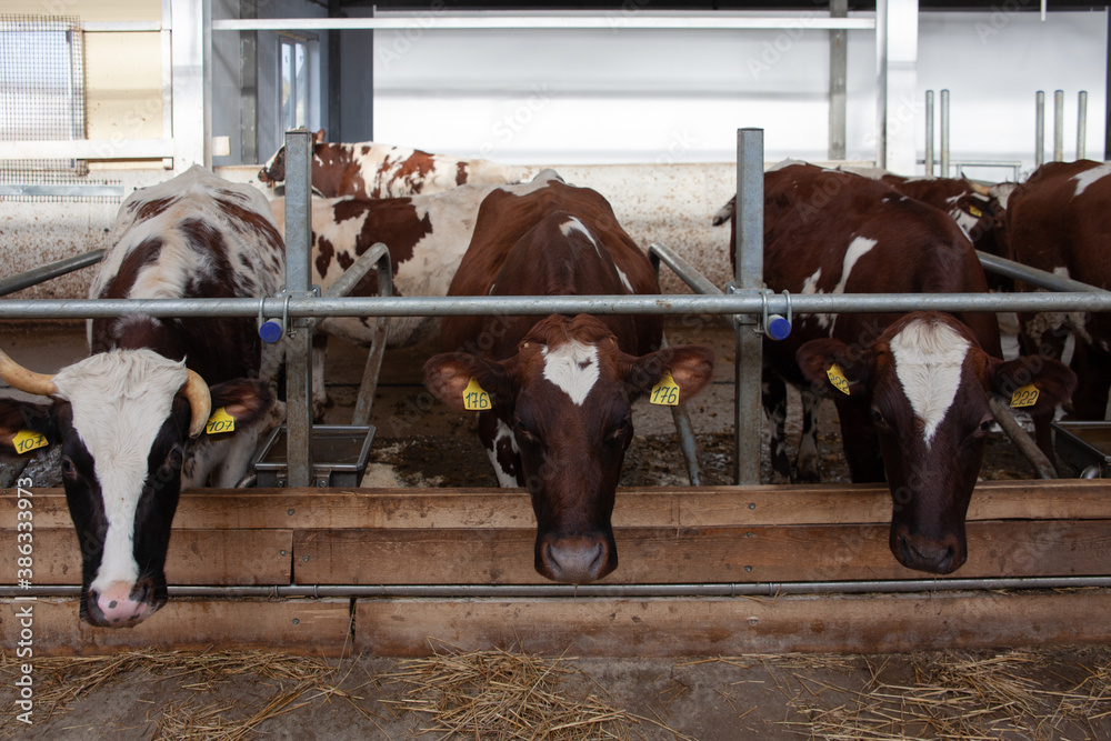 Foto de three cows stand in a stall behind a fence. Cows with yellow ...
