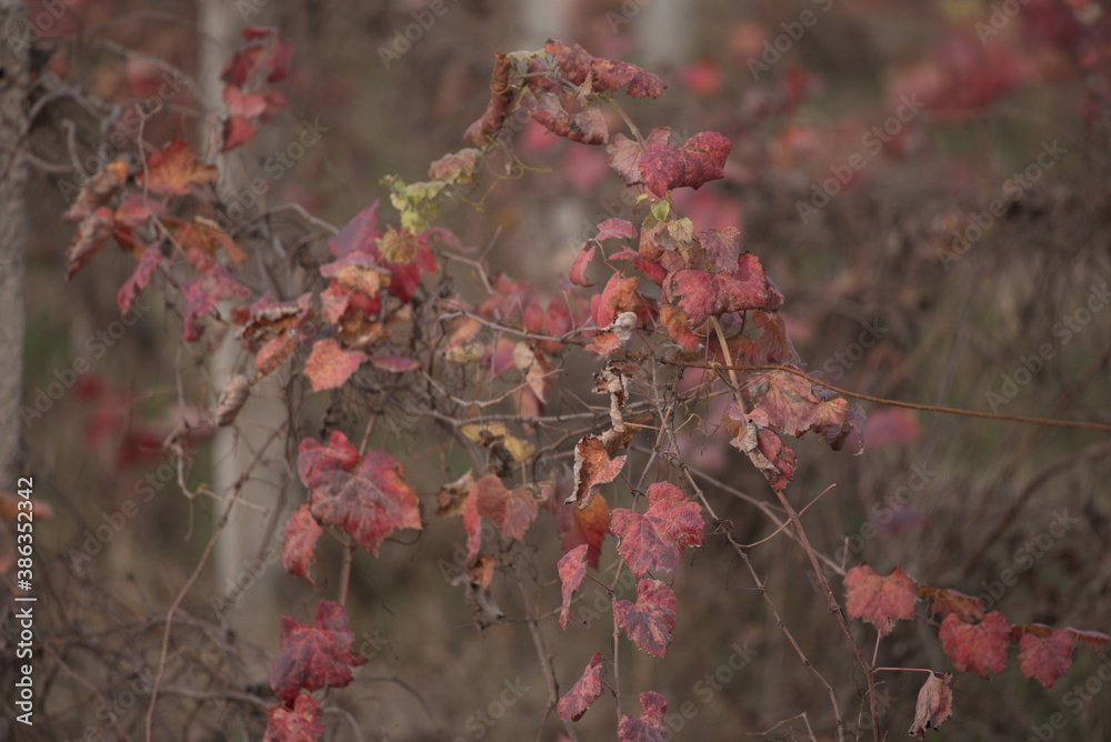 Capparis decidua, known in Hindi as karira or kerda, is a useful plant ...