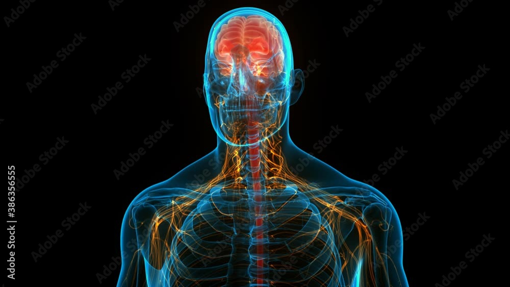 Central Organ of Human Nervous System Brain Anatomy Animation Concept ...