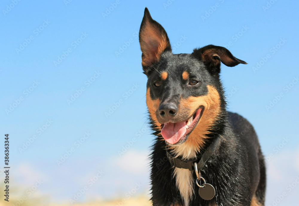 Cute tricolour Kelpie (Australian breed of sheep dog) at the beach ...