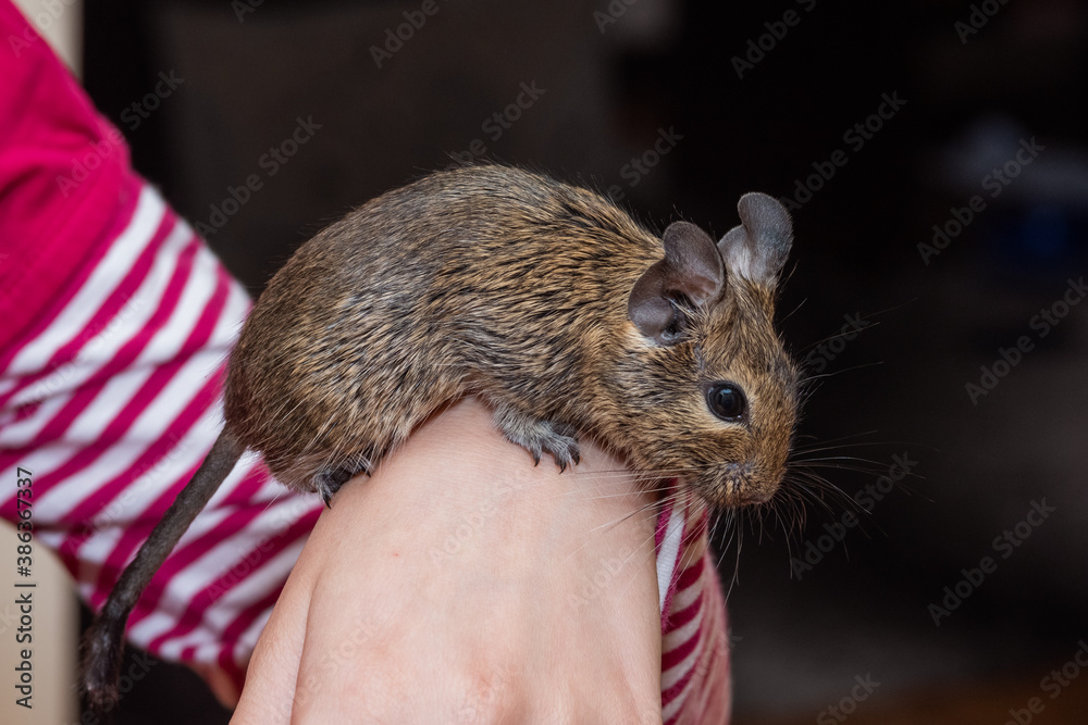 Degu sitting in a hand. The common degu is a small hystricomorpha ...