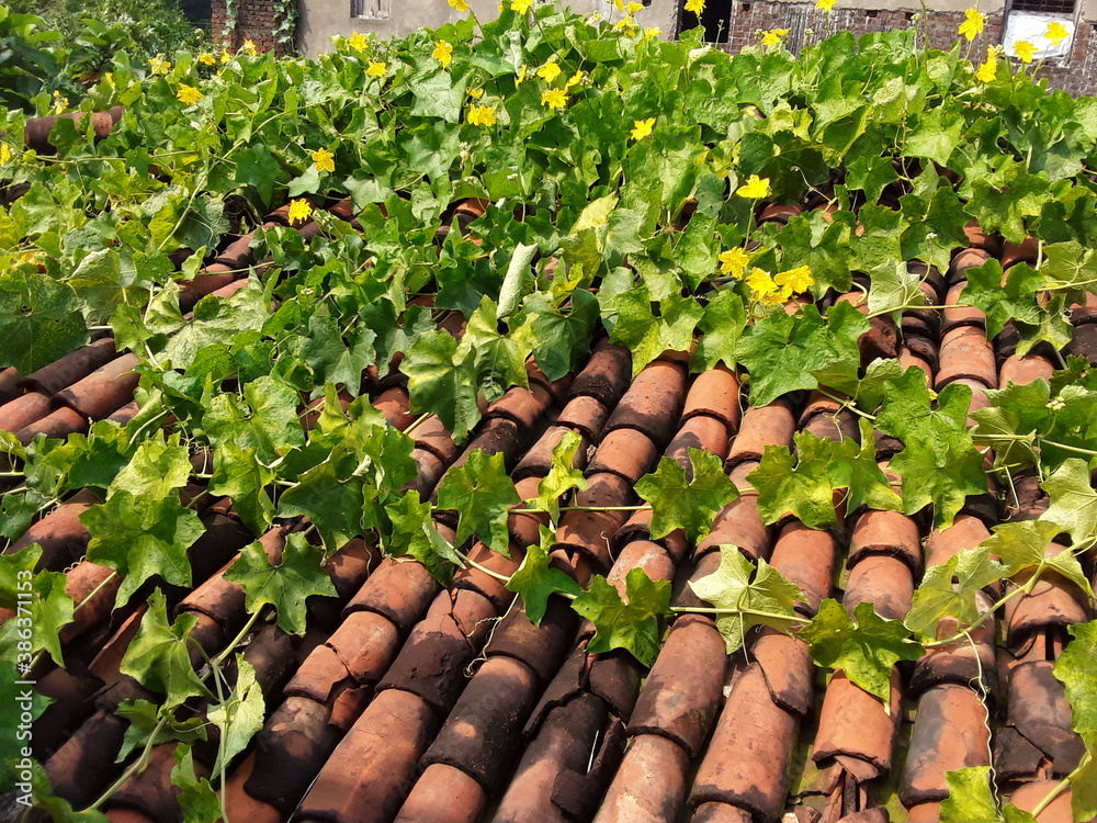 Sponge Gourd, Ridge Gourd, Snake Gourd, Turai, Tori, Turaiya, Gilki ...