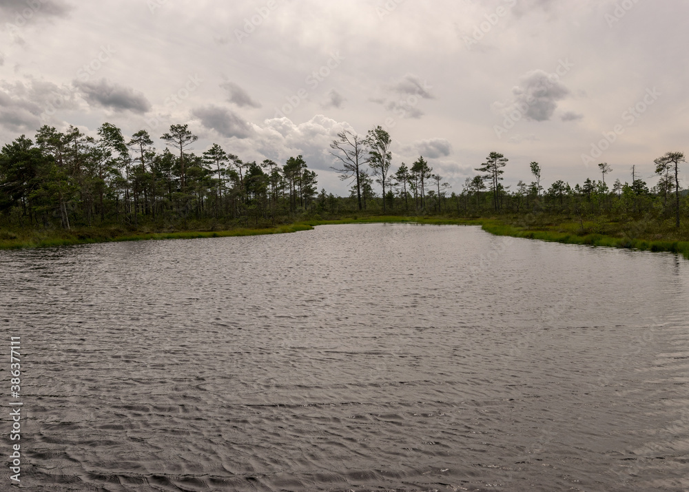windy summer landscape from swamp lake, wind and turbulence of lake ...