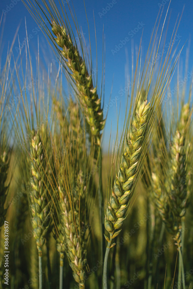Campo de trigo con espigas de tipo comun Stock Photo | Adobe Stock
