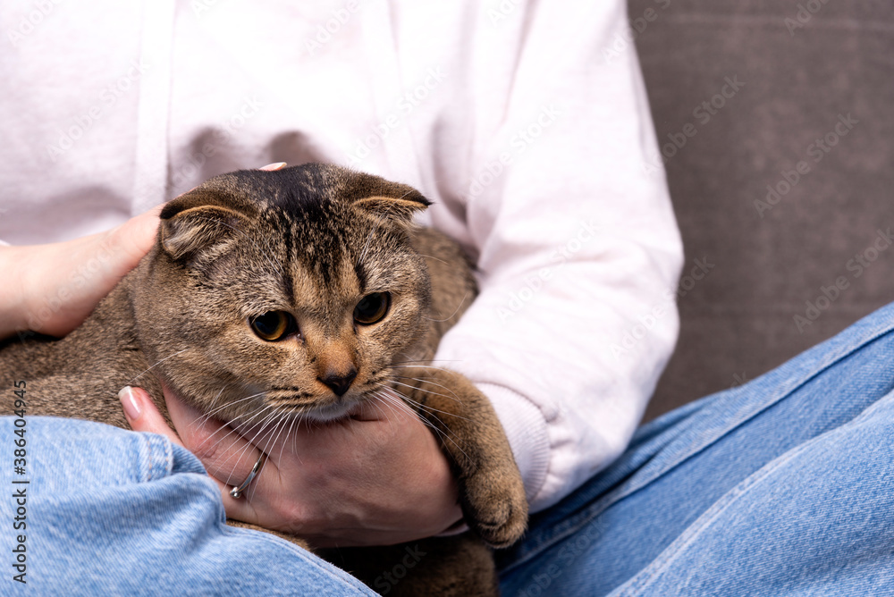 Scottish Fold cat sits in his arms. The pet is hiding in the hands of ...
