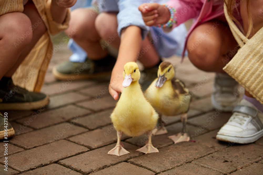 kindergarten children look after little cute ducklings in the garden ...
