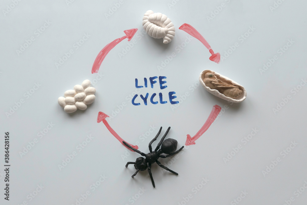 Top view of a life cycle of ant written on a white board. Stock Photo ...