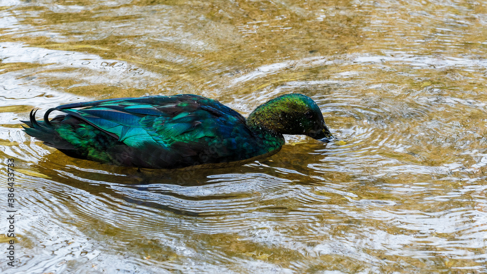 (Anas platyrhynchos) Gros plan sur canard du Labrador ou canard ...