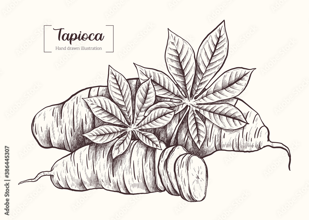 Tapioca. Vector Hand Drawn. Sketch Botanical Illustration. Eco healthy ...