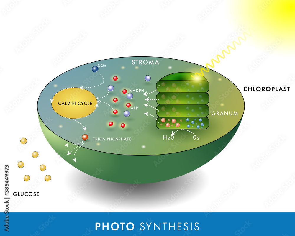 Fototapeta 3d structure of plant chloroplast with photosynthesis ...