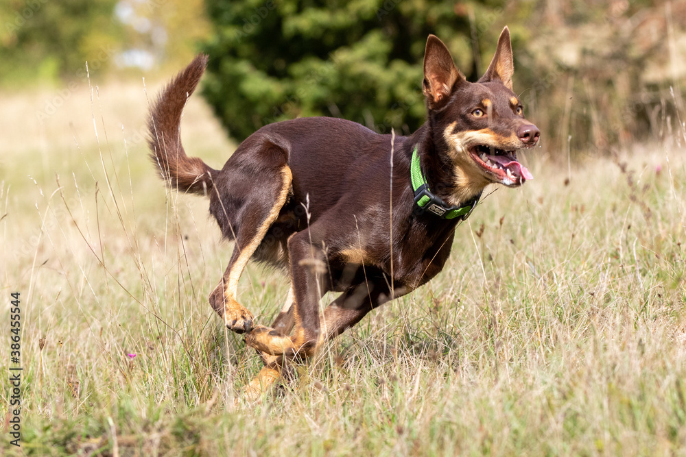 Australian Working Kelpie Stock Photo | Adobe Stock