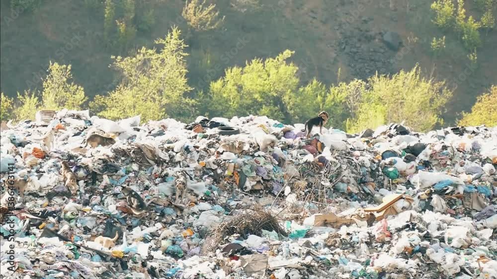 A flock of stray dogs are walking through the trash can. Dirty stray ...
