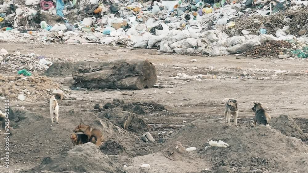 Dog fight. Breeding stray dogs. Abandoned animals in the trash can ...
