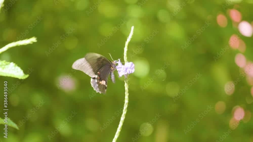 The Ruby-Spotted Swallowtail or Red-Spotted Swallowtail (Papilio ...