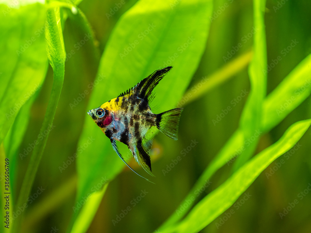 Angel Fish Koi Panda Yellow Head in tank fish with blurred background ...