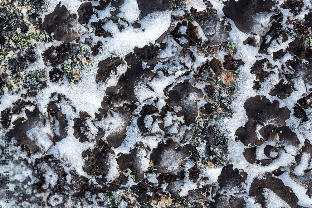 Lichen among the snow and stones. Winter tundra in the Arctic. Wild ...