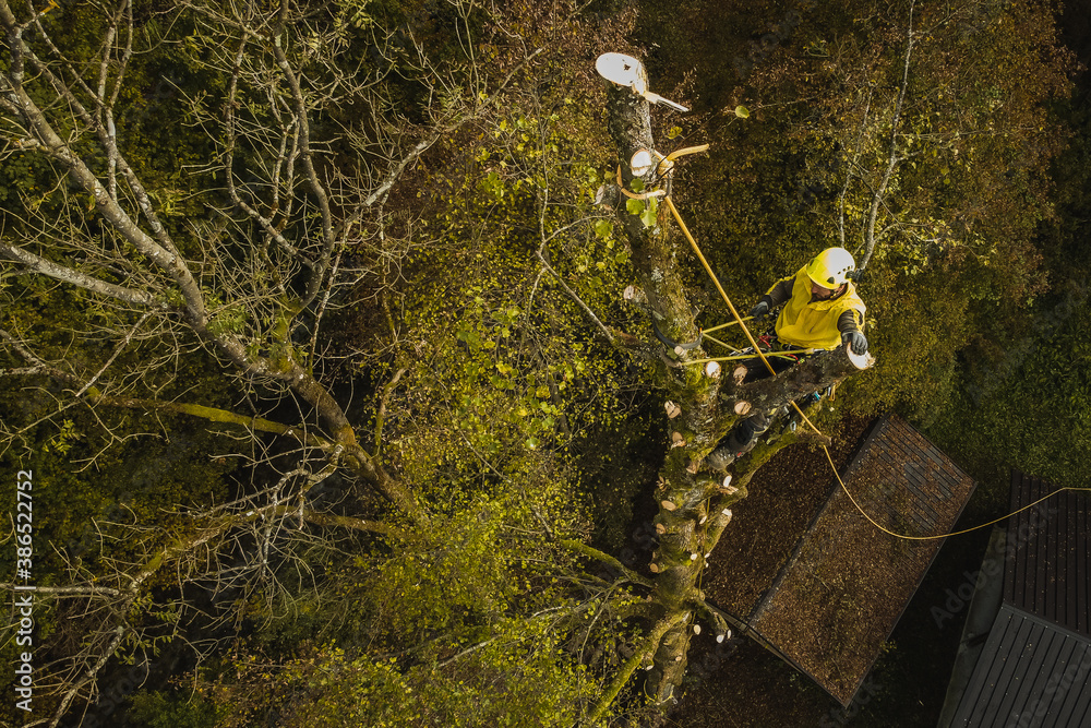 Arborist or lumberjack climbing up on a large tree using different ...