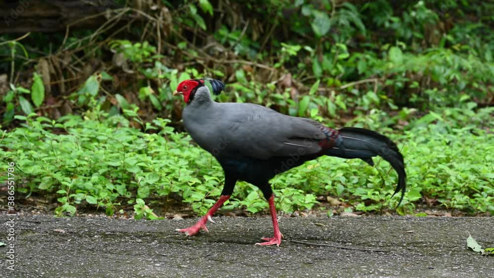 Siamese Fireback, Lophura diardi; this male full grown bird is found on the pavement of the ...