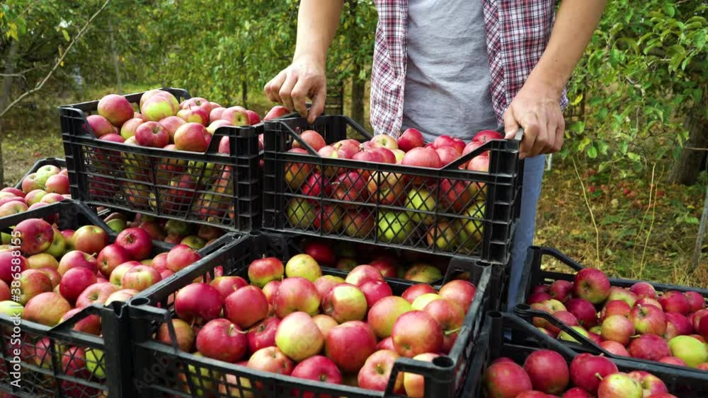 Vidéo Stock Man in work wear approaching stack of plastic boxes filled ...