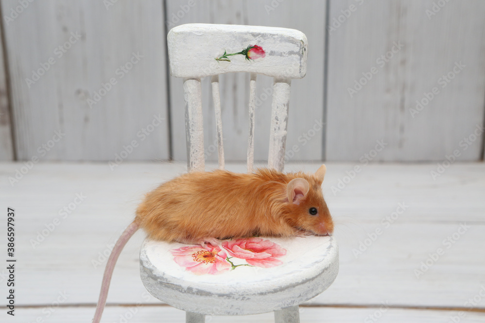 Long haired red decorative satin little mouse. Home animal, fun pet ...