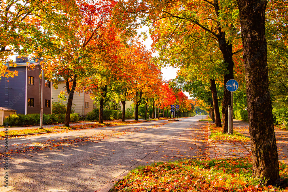 Autumn scene with street in city. Bright colorful view of fall foliage ...