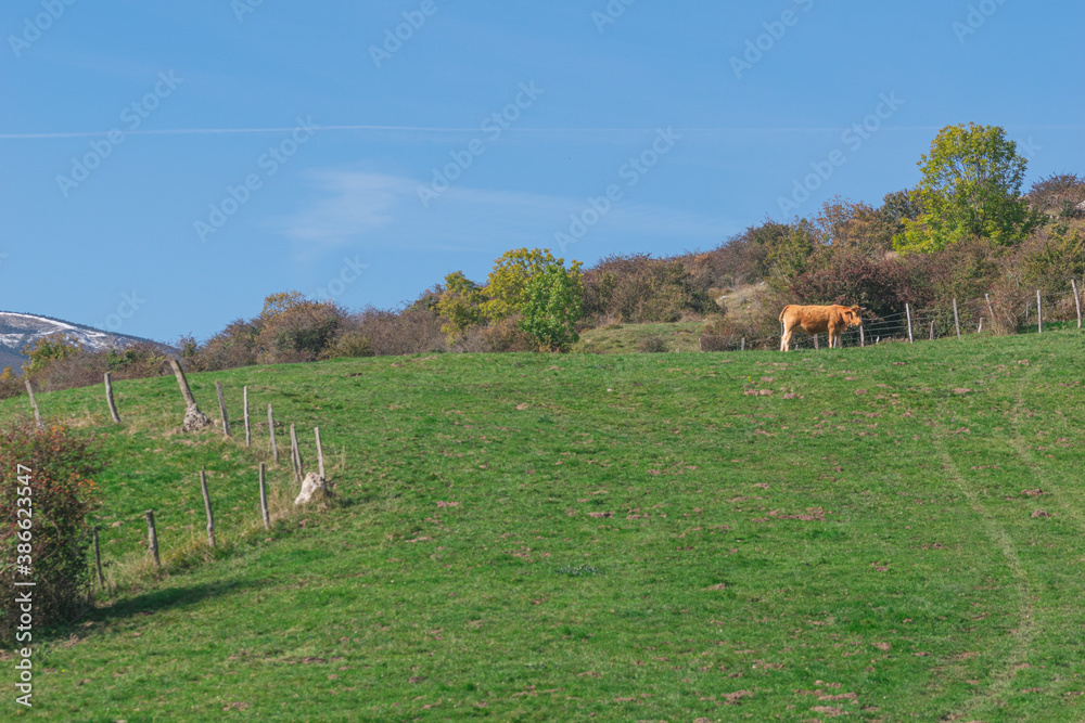 escena rural con vacas y campos de pasto para animales de granja Stock ...
