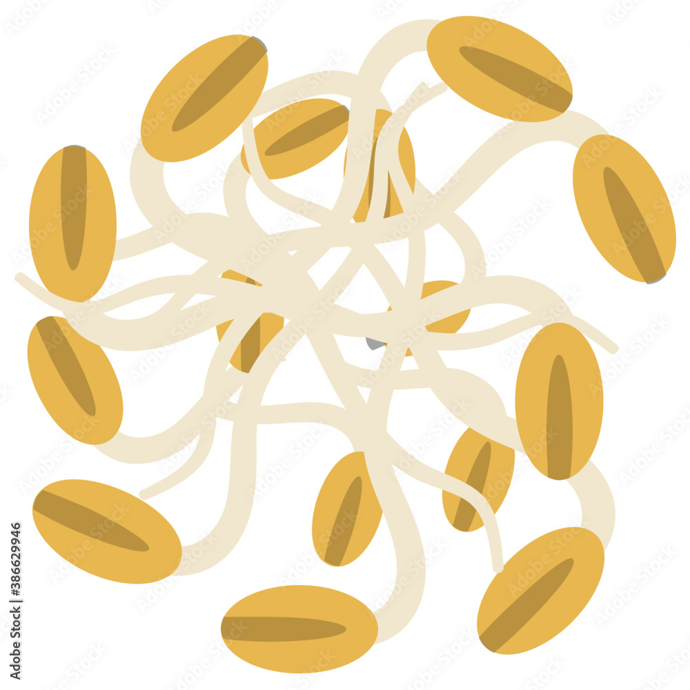 Brown color seeds with white roots depicting sprouted grains used raw ...