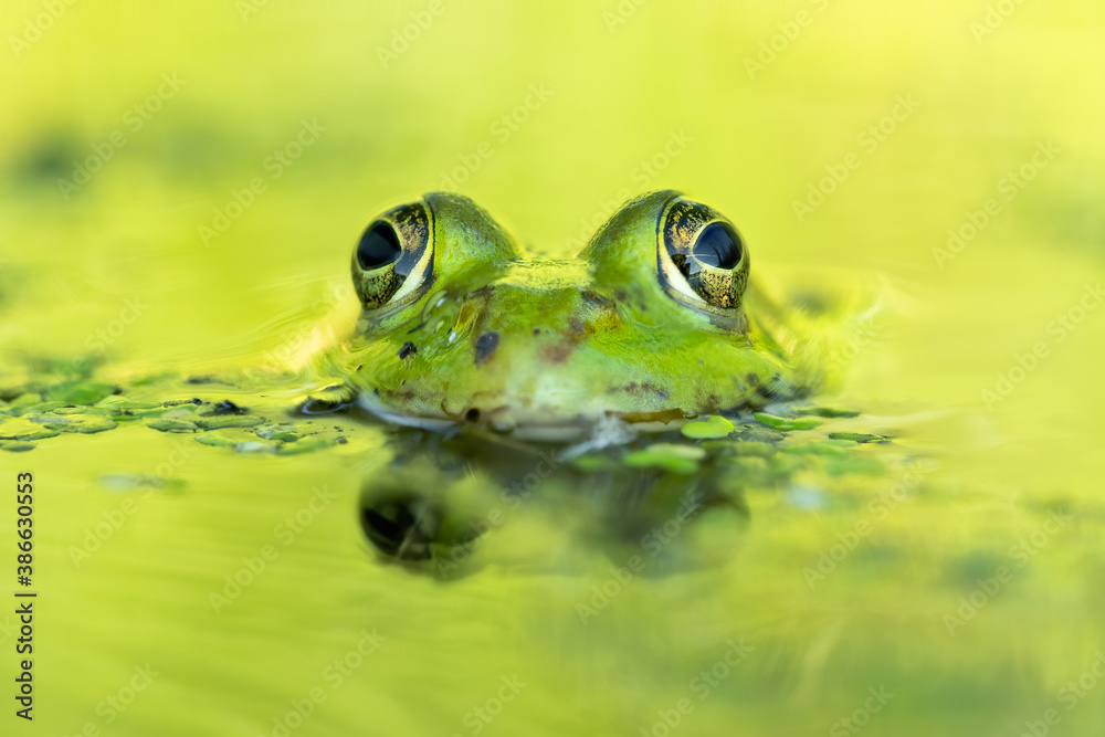 Edible frog (Pelophylax esculentus) in a beautiful lake. Cute small ...