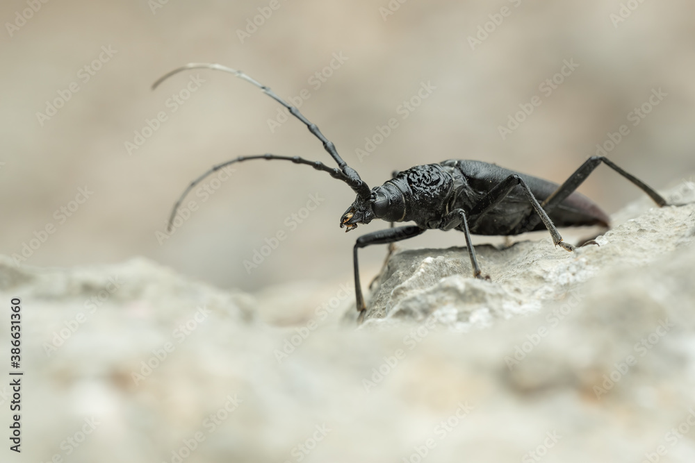 Musk beetle (Aromia moschata) sitting on a rock. Beautiful black bug in ...