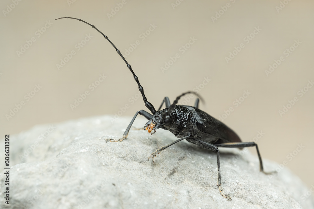 Musk beetle (Aromia moschata) sitting on a rock. Beautiful black bug in ...