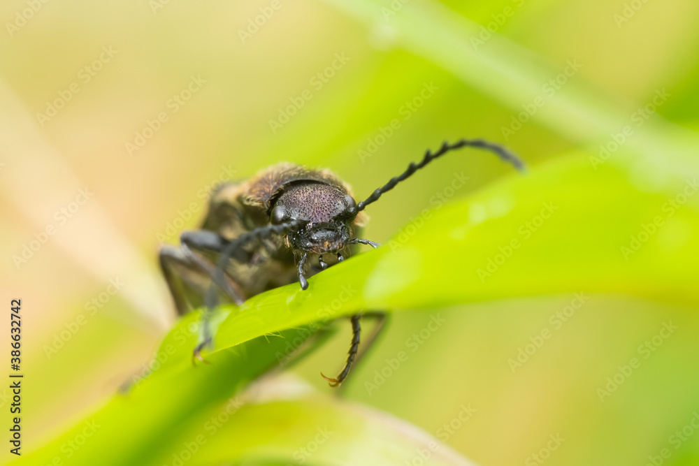 Dark purple beetle (Ctenicera pectionicornis) sitting on a plant. Dark ...