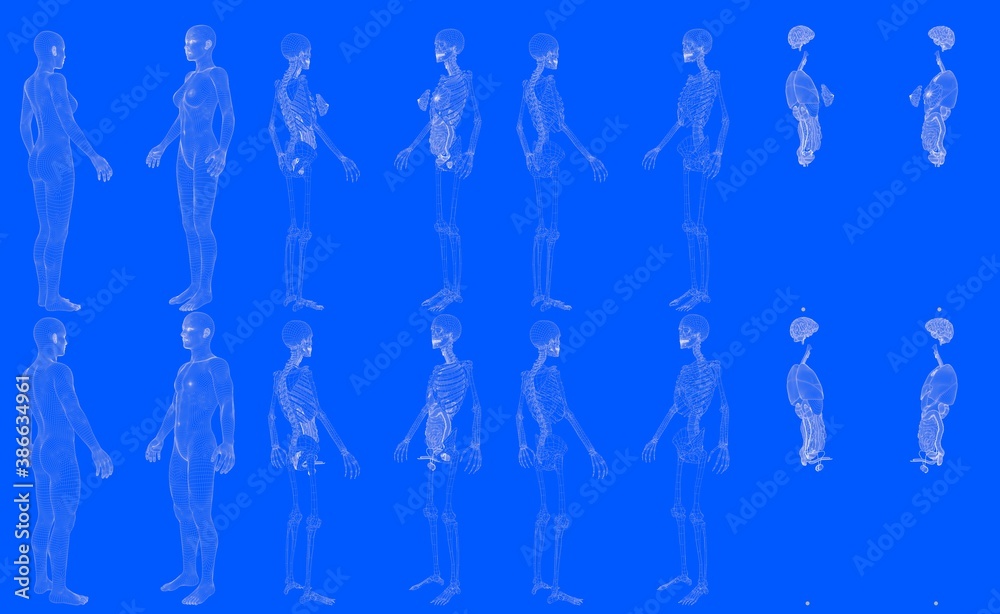 Set of 16 hologram mesh renders of man and woman bodies with skeleton ...