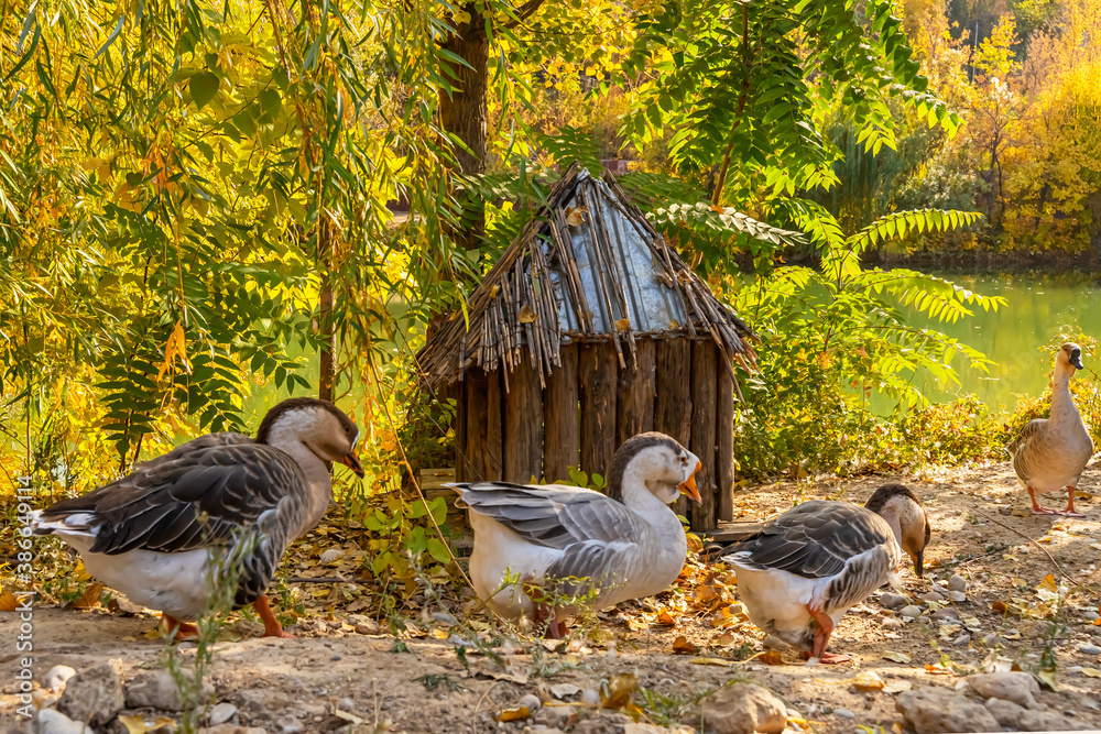 A family of ducks. House for ducks in the park. Ducks in the park near ...