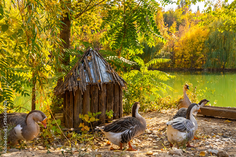 A family of ducks. House for ducks in the park. Ducks in the park near ...