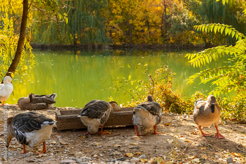 A family of ducks. House for ducks in the park. Ducks in the park near ...