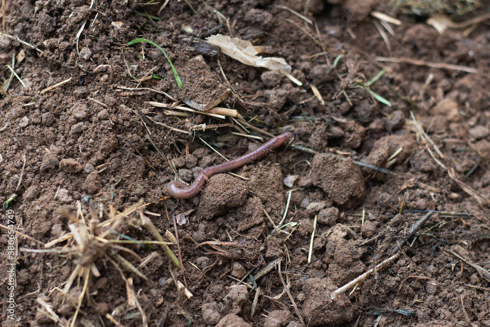 Earthworms that decompose the humus in the soil Stock Photo | Adobe Stock