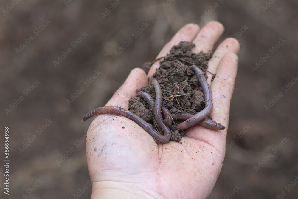 Earthworms that decompose the humus in the soil Stock Photo | Adobe Stock