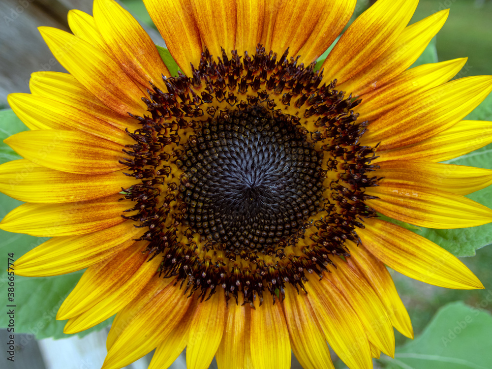 This macro close up of a big bold sunflower plant shows the many facets ...